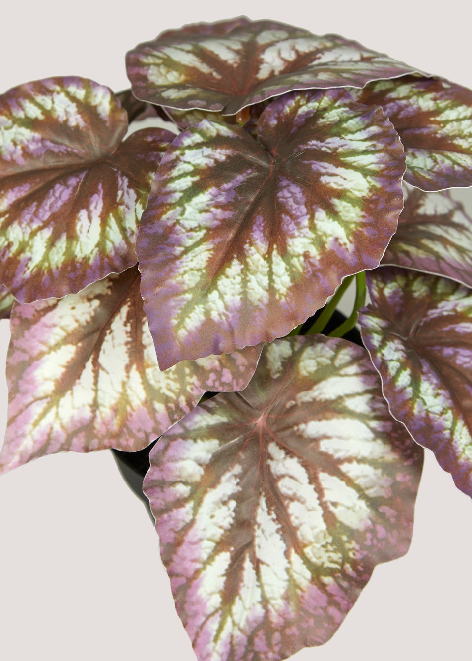 Pink Mini Begonia in Black Pot (22cm) - Matalan