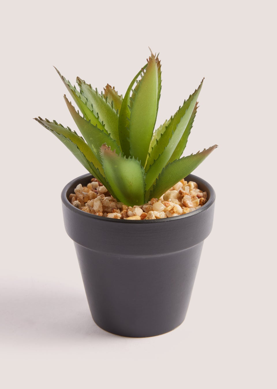 Succulent in Pot (12cm) - Matalan
