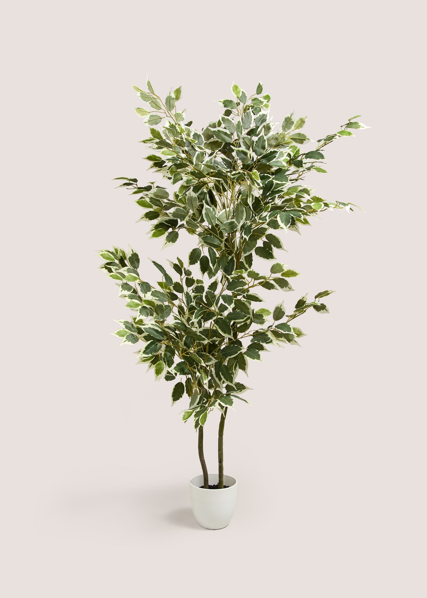 Fiscus Tree | Matalan